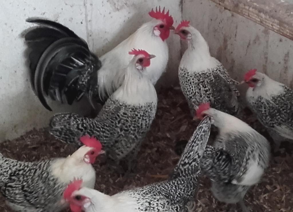 Bresse-gauloise Grise Naine ,ESSAI